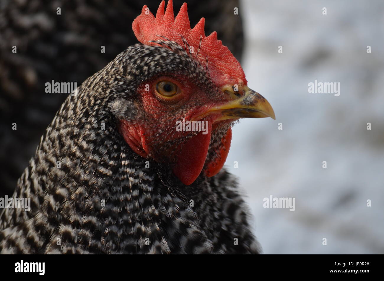 Red striped comb hi-res stock photography and images - Alamy