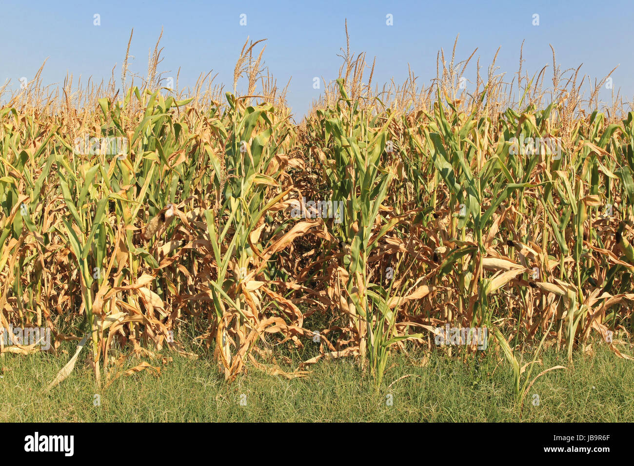 Rows of corn crops ready for harvest Stock Photo - Alamy