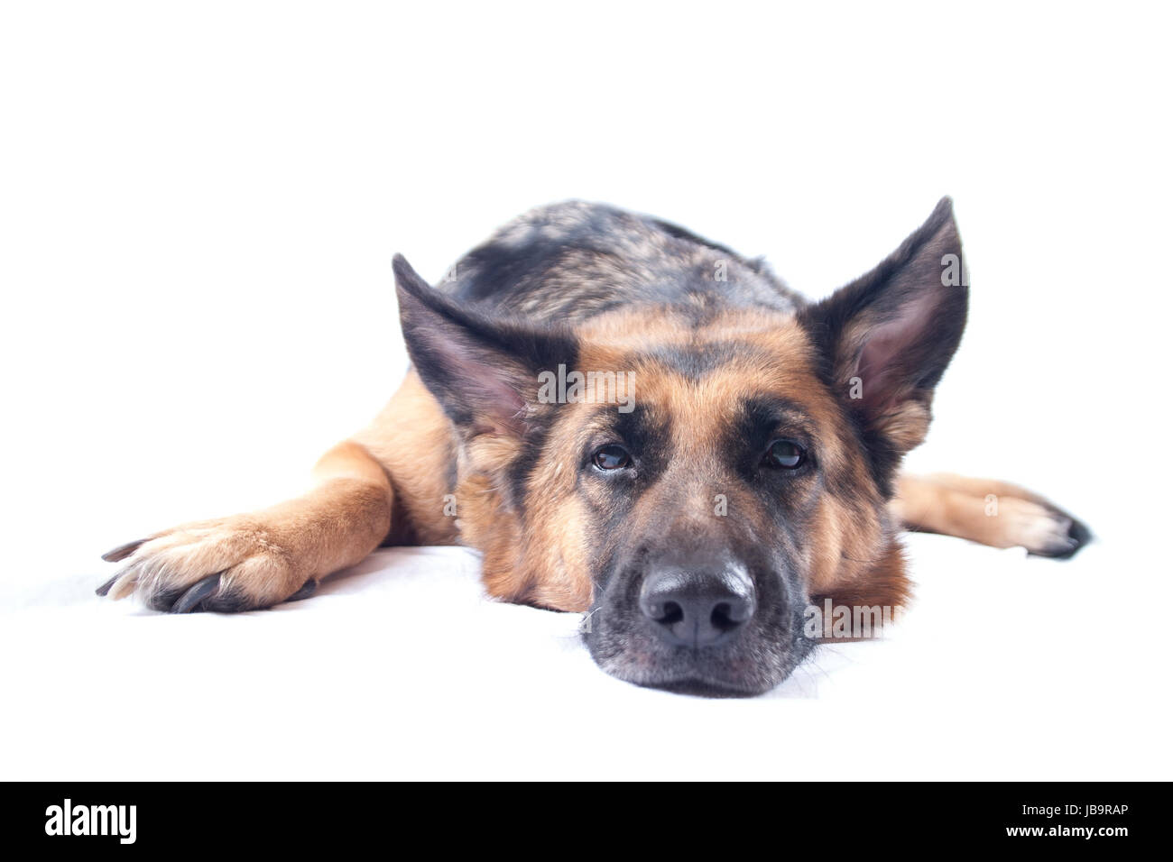 Beautiful dog german shepherd majestic Cut Out Stock Images & Pictures ...