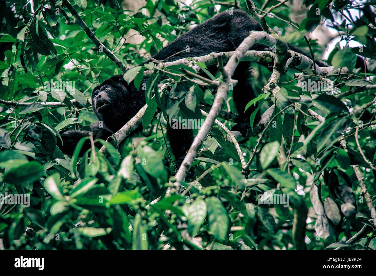 A howler monkey in a tree at the Lamanai archaeological site in the ...