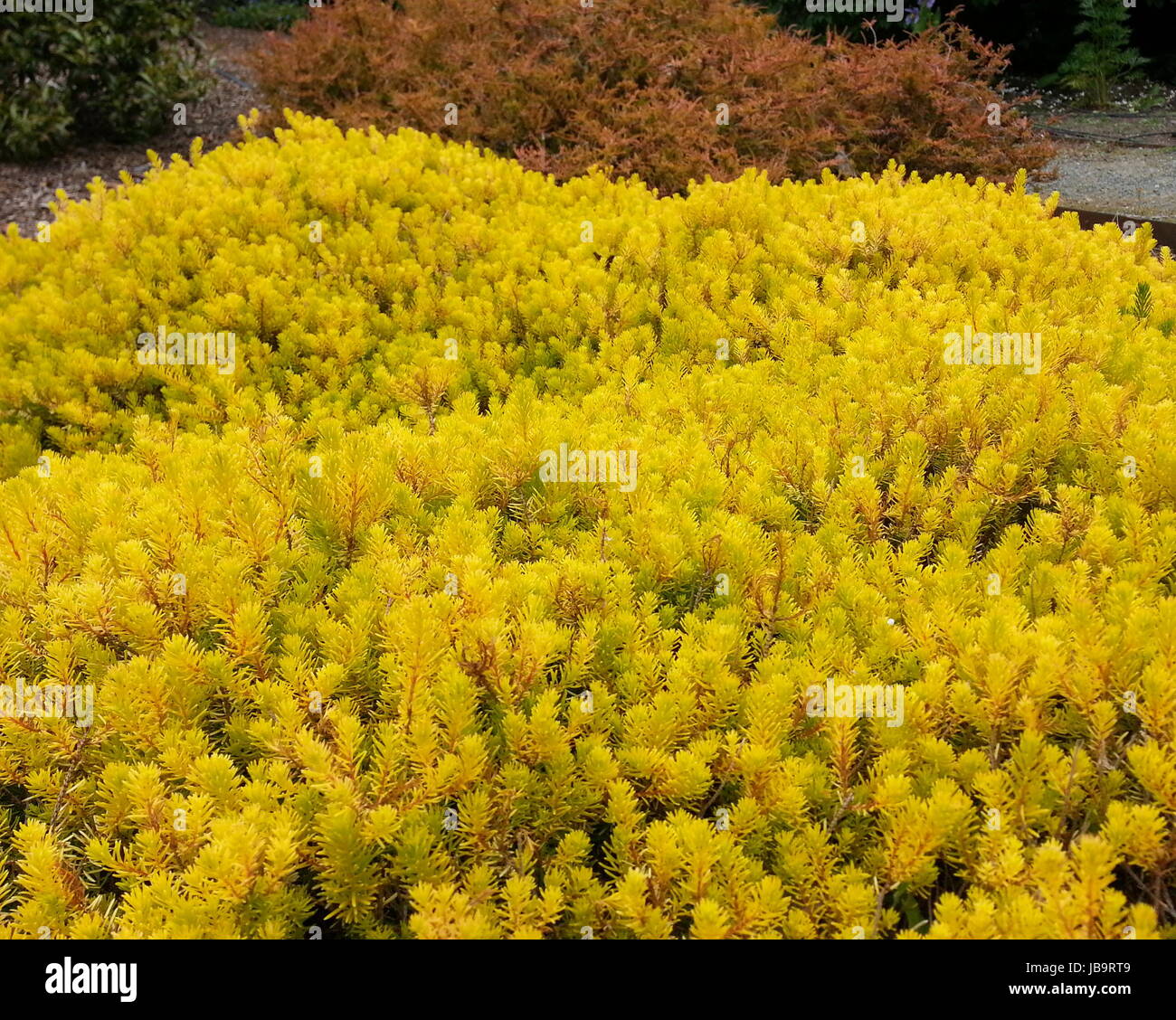 Golden Glow Korean Fir Stock Photo - Alamy
