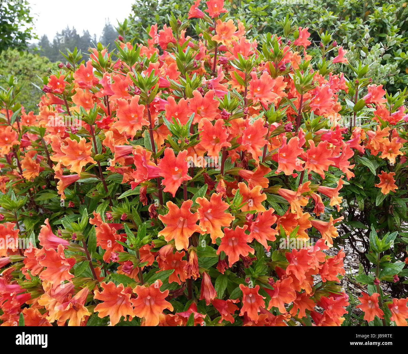Bush bright orange flowers hi-res stock photography and images - Alamy