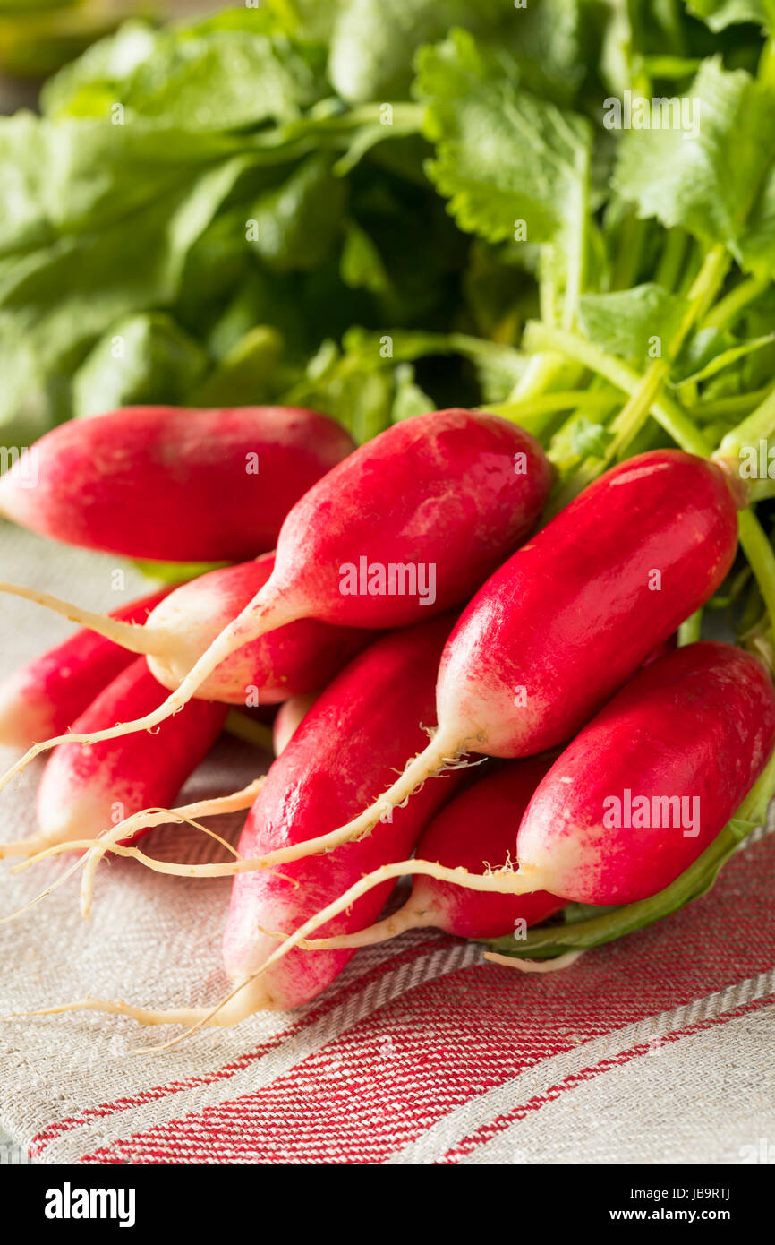 Raw Organic Fresh French Radishes Ready to Eat Stock Photo - Alamy