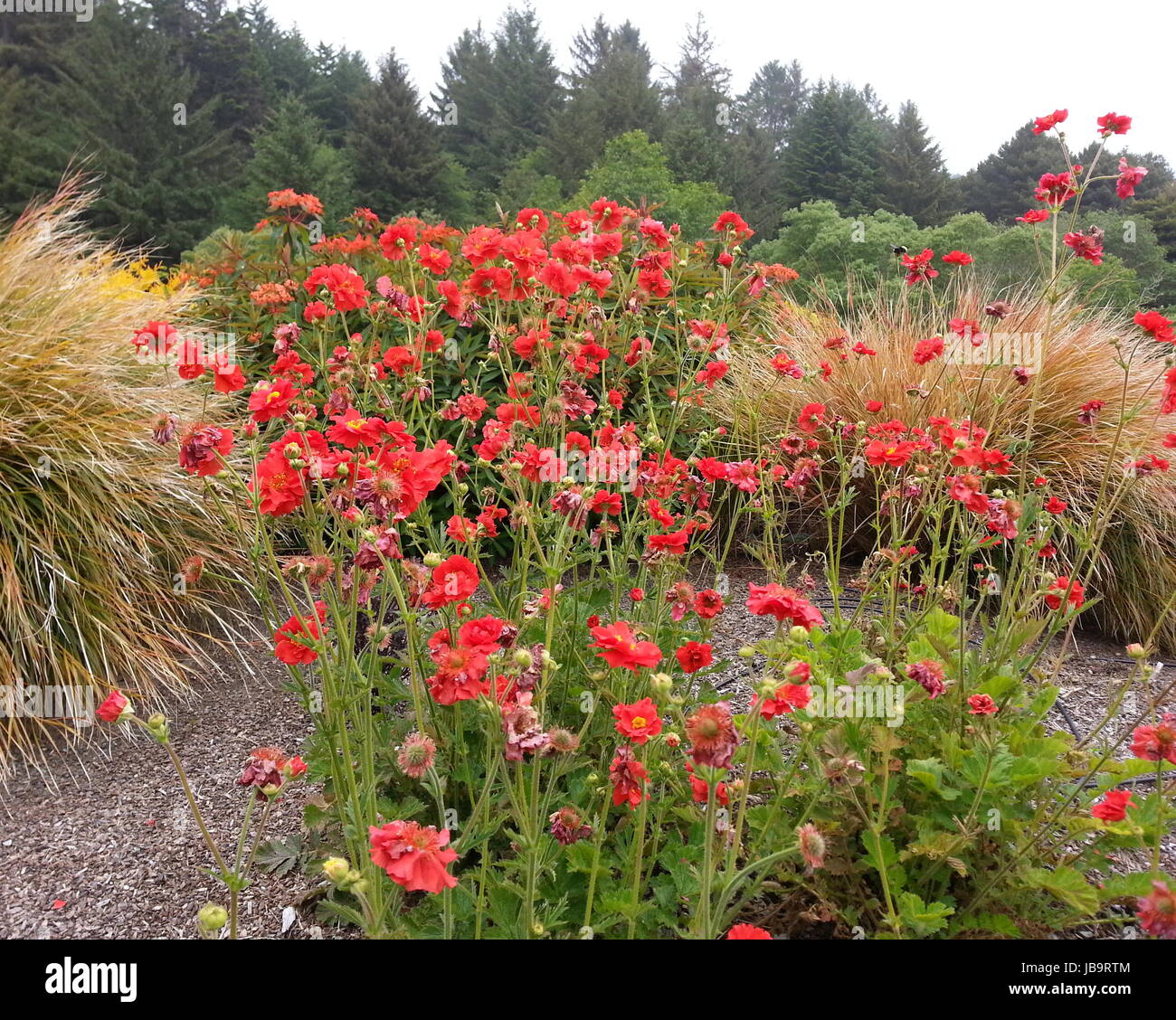 Clustered Wild Rose Stock Photo - Alamy