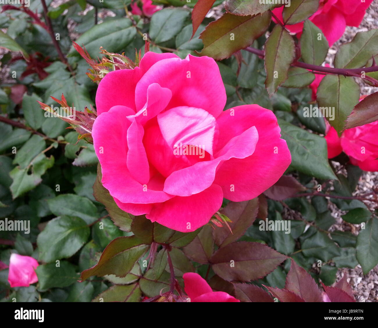 Hot Pink Rose Images