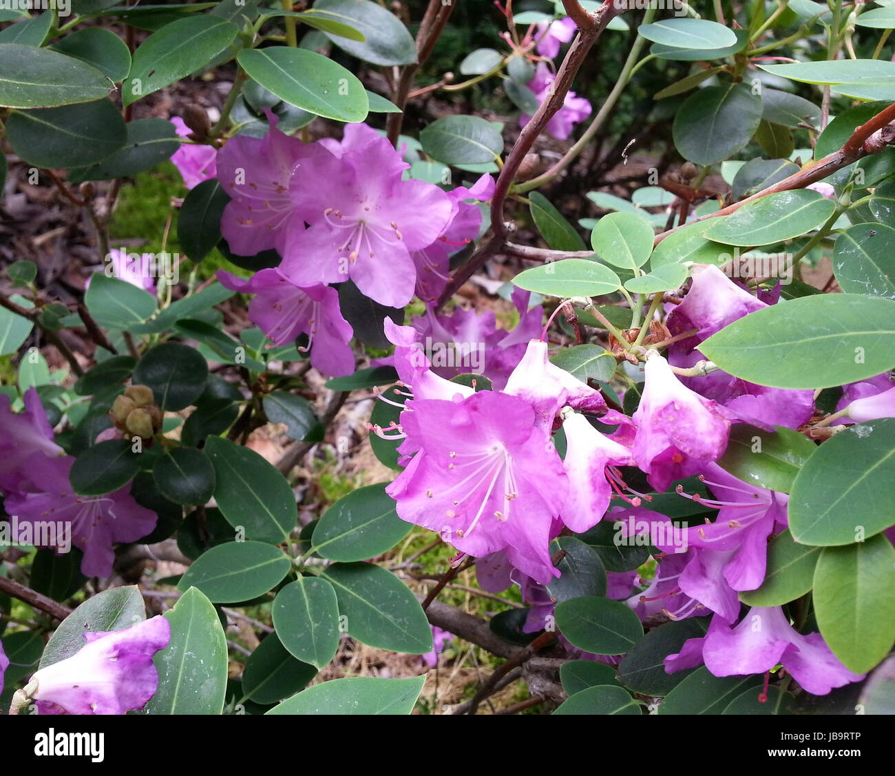 Northwest kyushu hi-res stock photography and images - Alamy