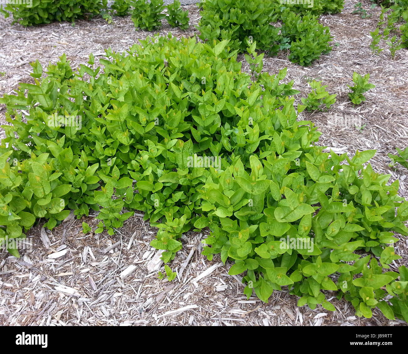 Spicebush hi-res stock photography and images - Alamy
