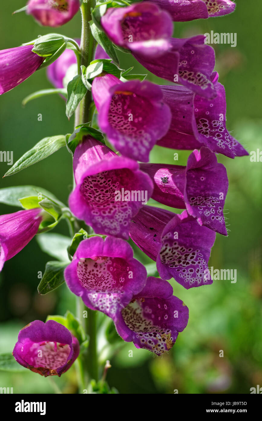 Foxglove stem background hi-res stock photography and images - Alamy