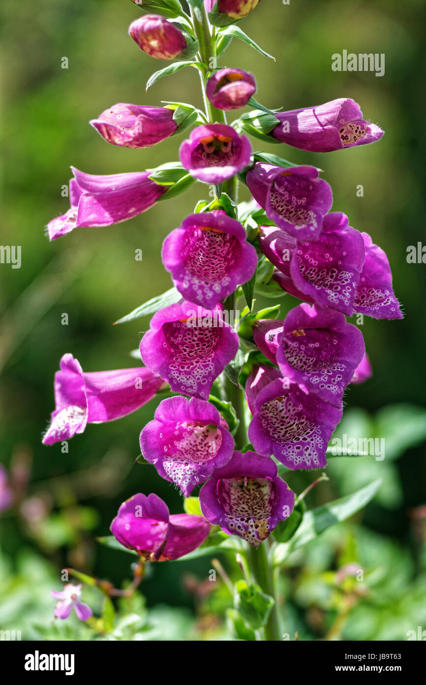 Foxglove stem background hi-res stock photography and images - Alamy