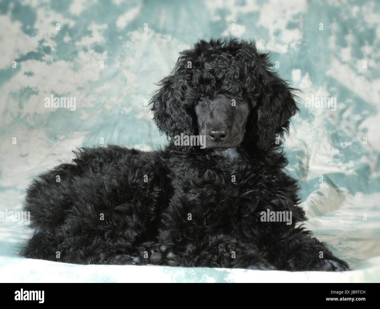 standard poodle puppy laying down - 8 weeks old Stock Photo - Alamy