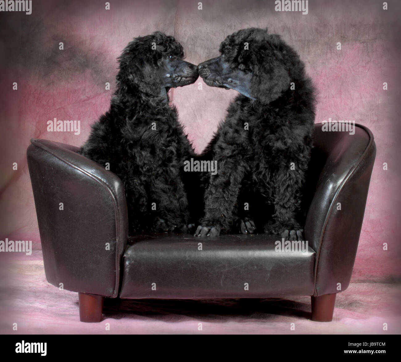 puppy love - two standard poodle puppies kissing on the couch - 8 weeks ...