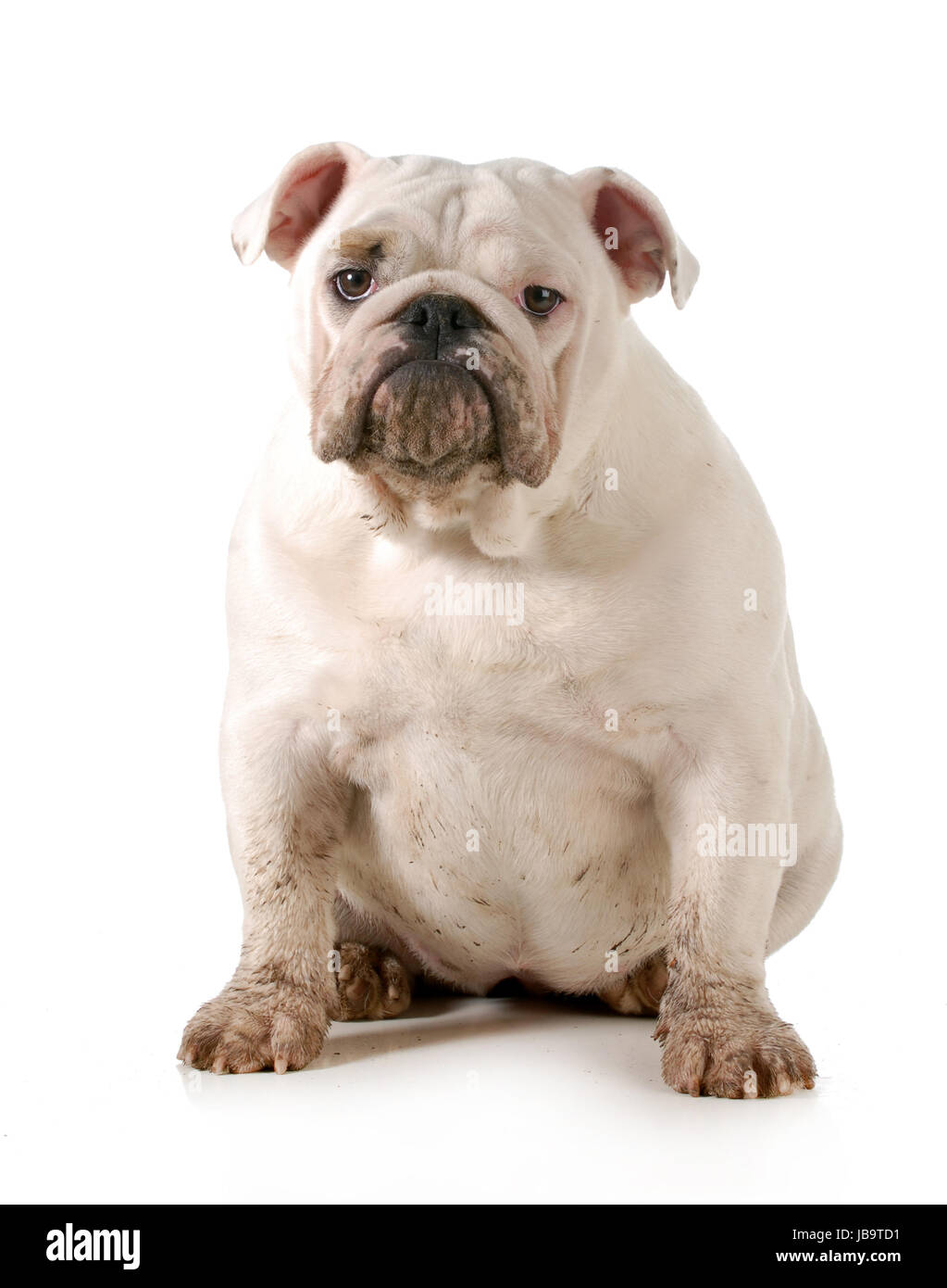 dirty dog - english bulldog looking at viewer isolated on white ...