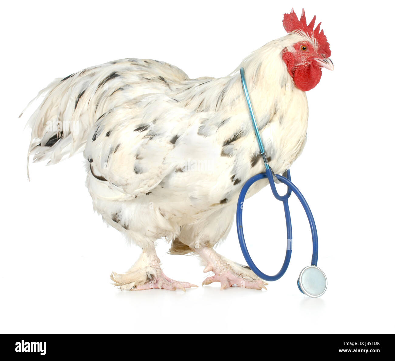 poultry health and veterinary care - chicken wearing a stethoscope ...