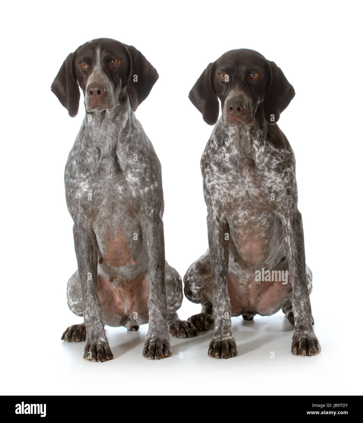 two german shorthaired pointers sitting on white background Stock Photo - Alamy