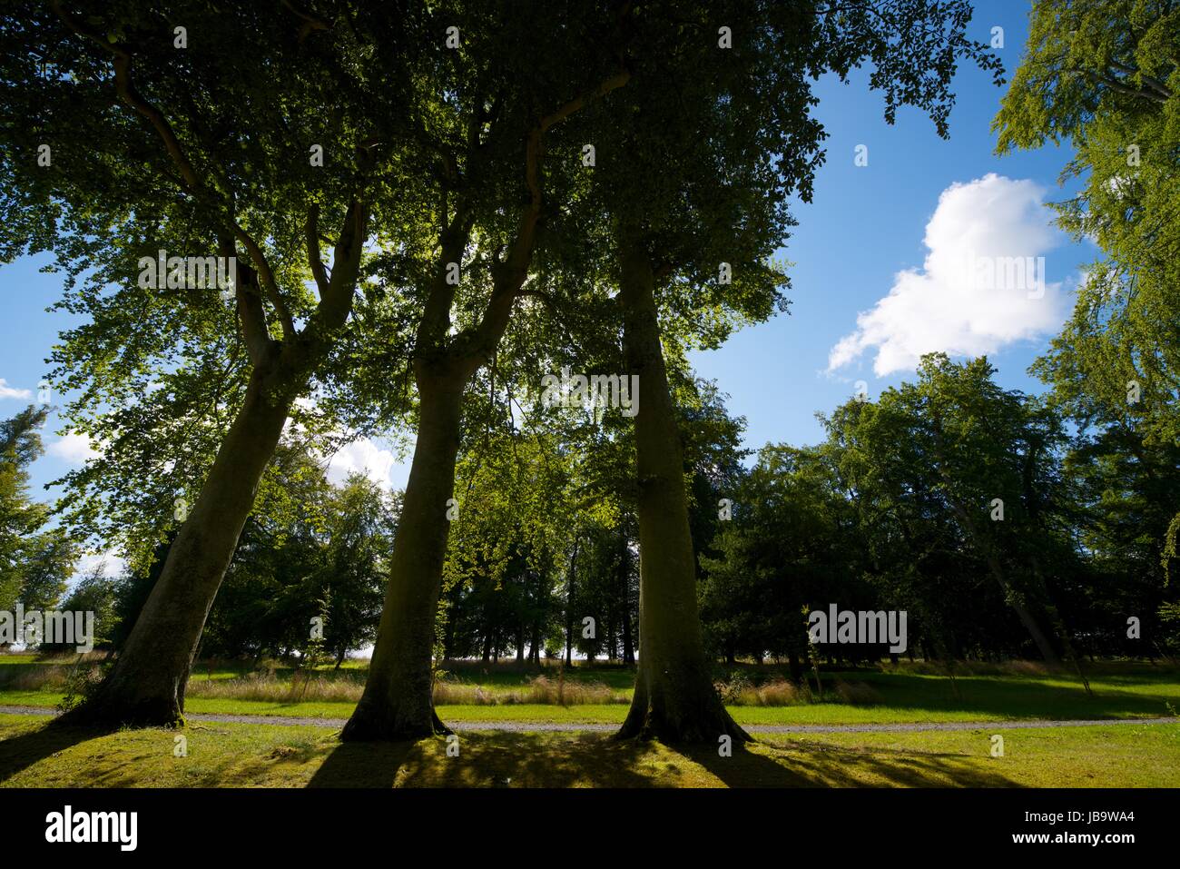 Forest in a green meadow, Normandy, France Stock Photo - Alamy