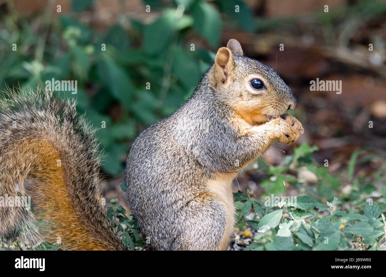 A little Fox Squirrel eating a piece of corn Stock Photo - Alamy