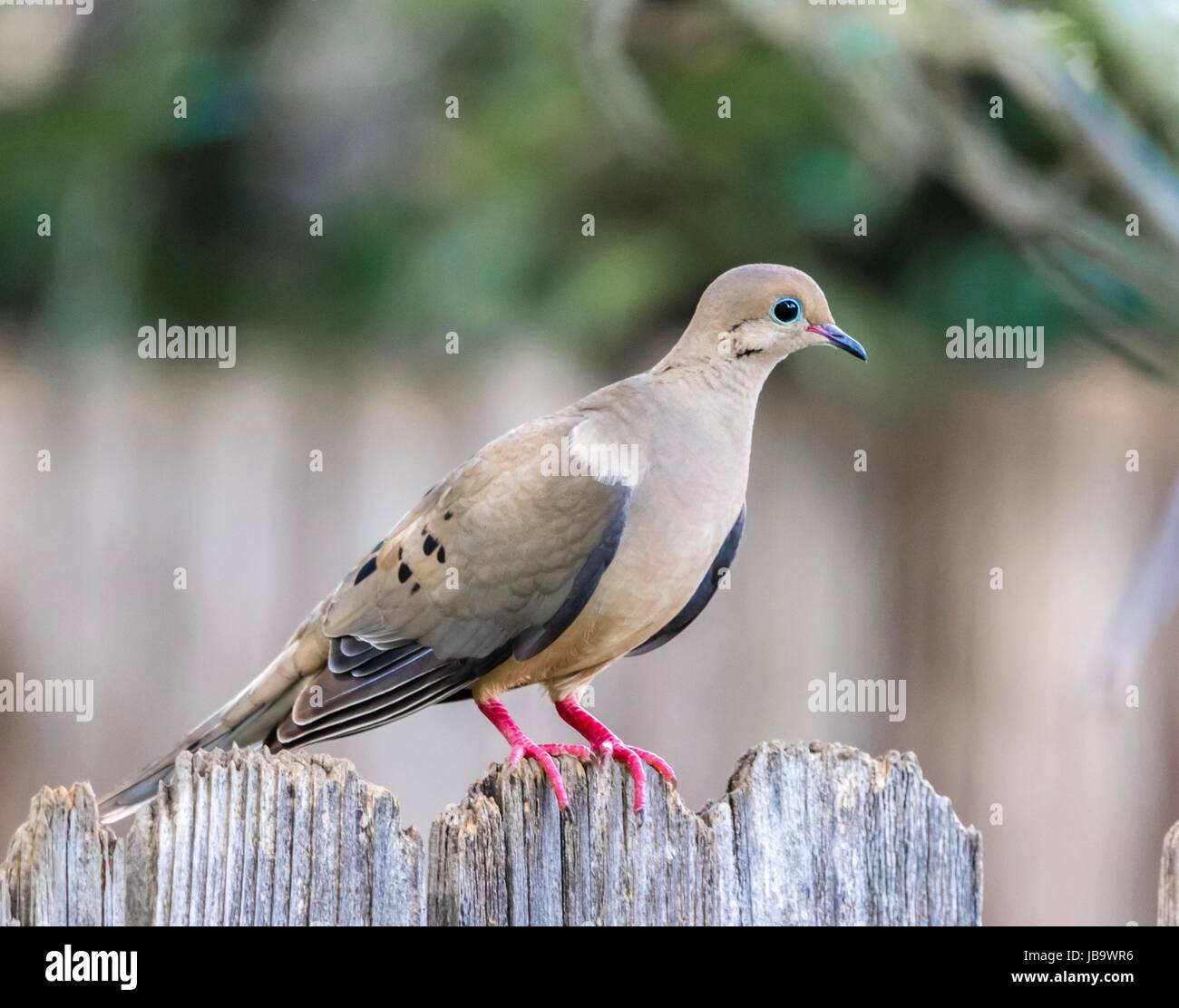 Morning dove birds hi-res stock photography and images - Alamy