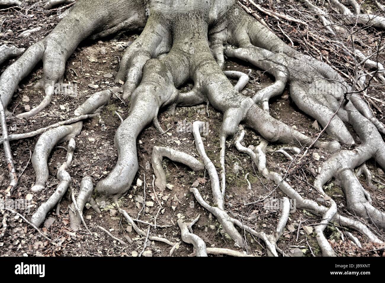 Wurzelsystem hi-res stock photography and images - Alamy