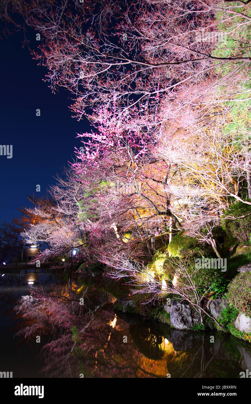 Sakura tree with river at night Stock Photo - Alamy
