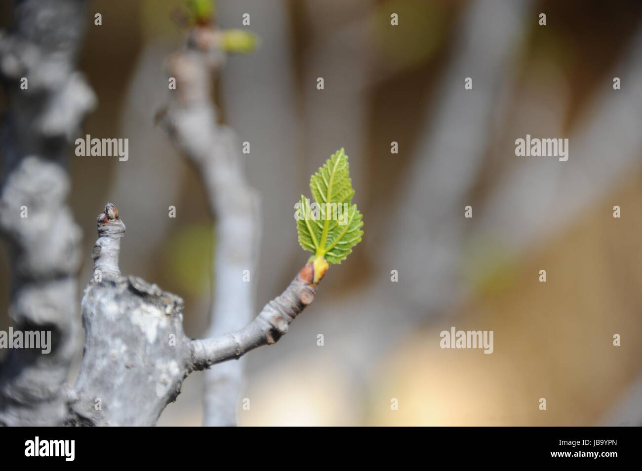 fig tree freshness Stock Photo - Alamy