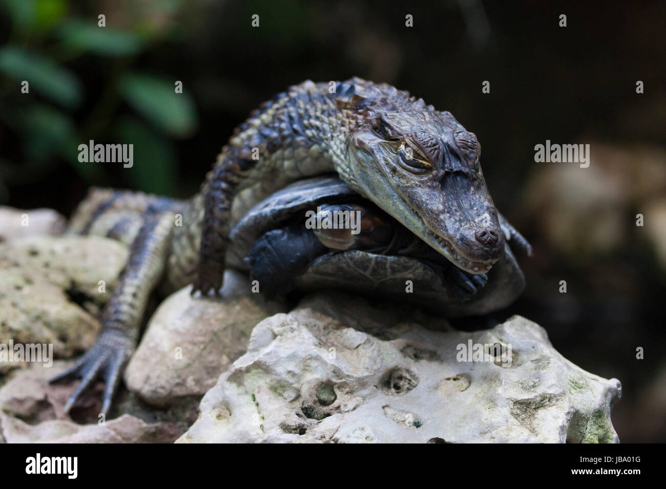 Crocodile and turtle hi-res stock photography and images - Alamy