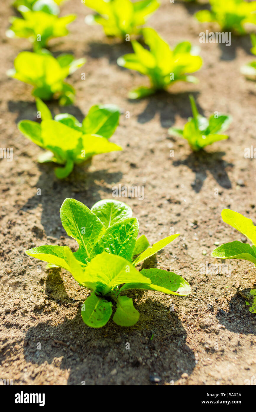 Young lettuce field Stock Photo - Alamy