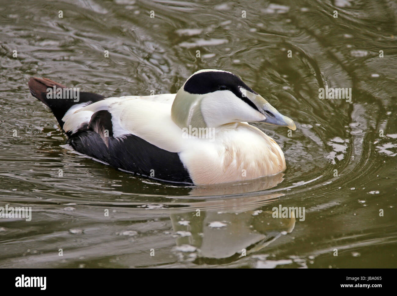 Eidergans hi-res stock photography and images - Alamy