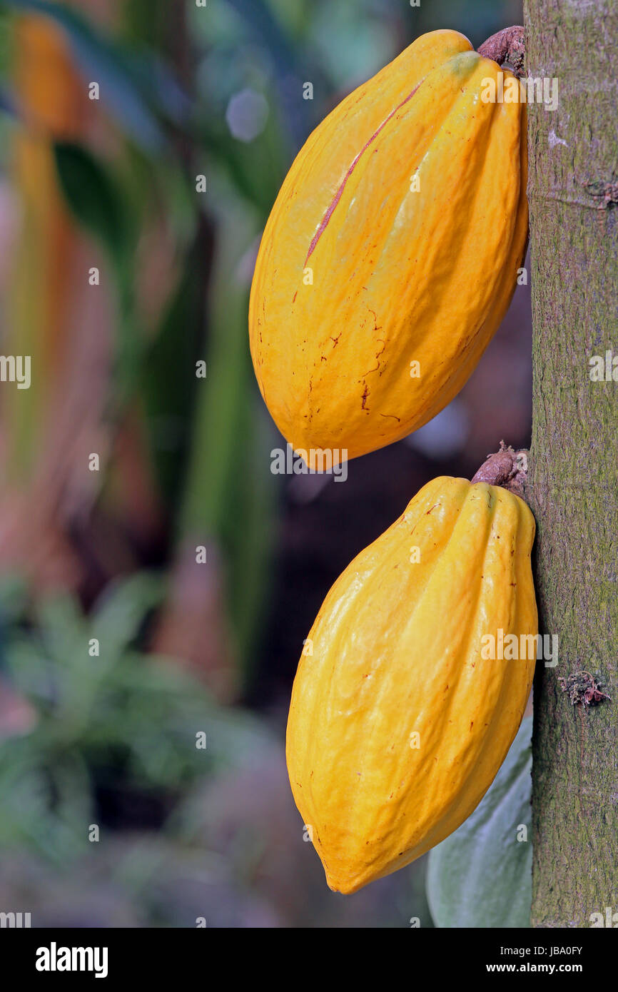 ripe fruits cacao tree Stock Photo - Alamy