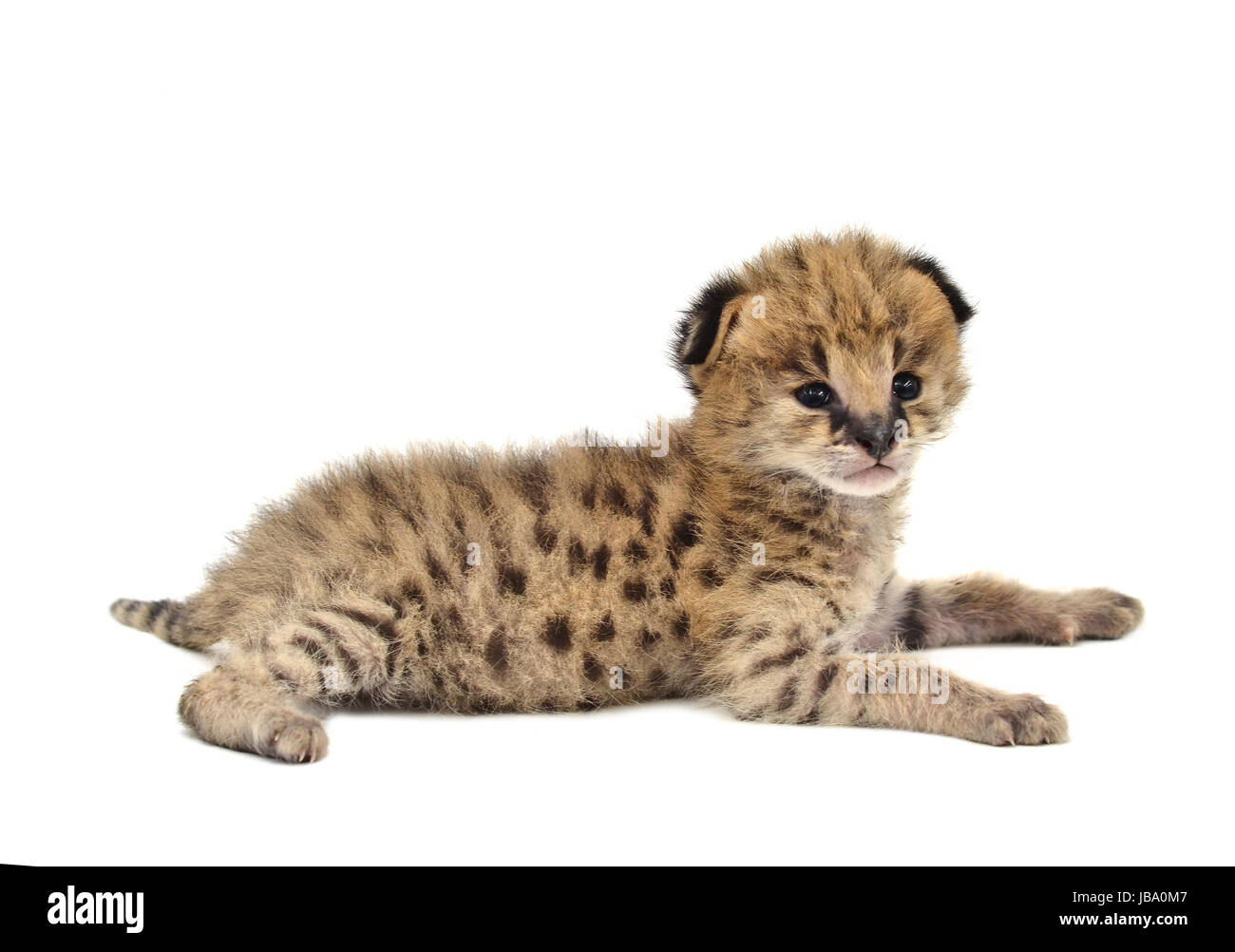 baby serval isolated on white background Stock Photo - Alamy