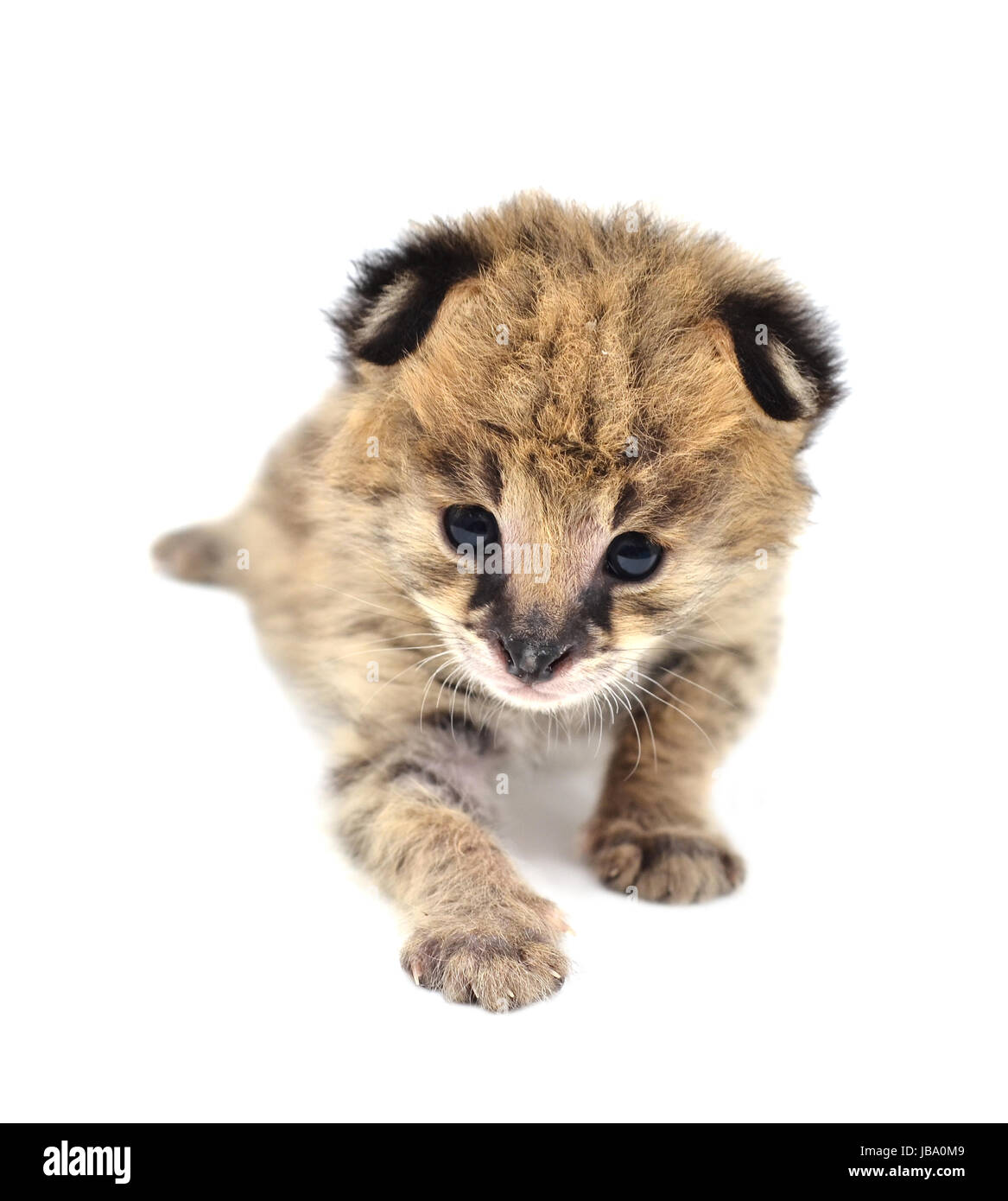 baby serval isolated on white background Stock Photo - Alamy