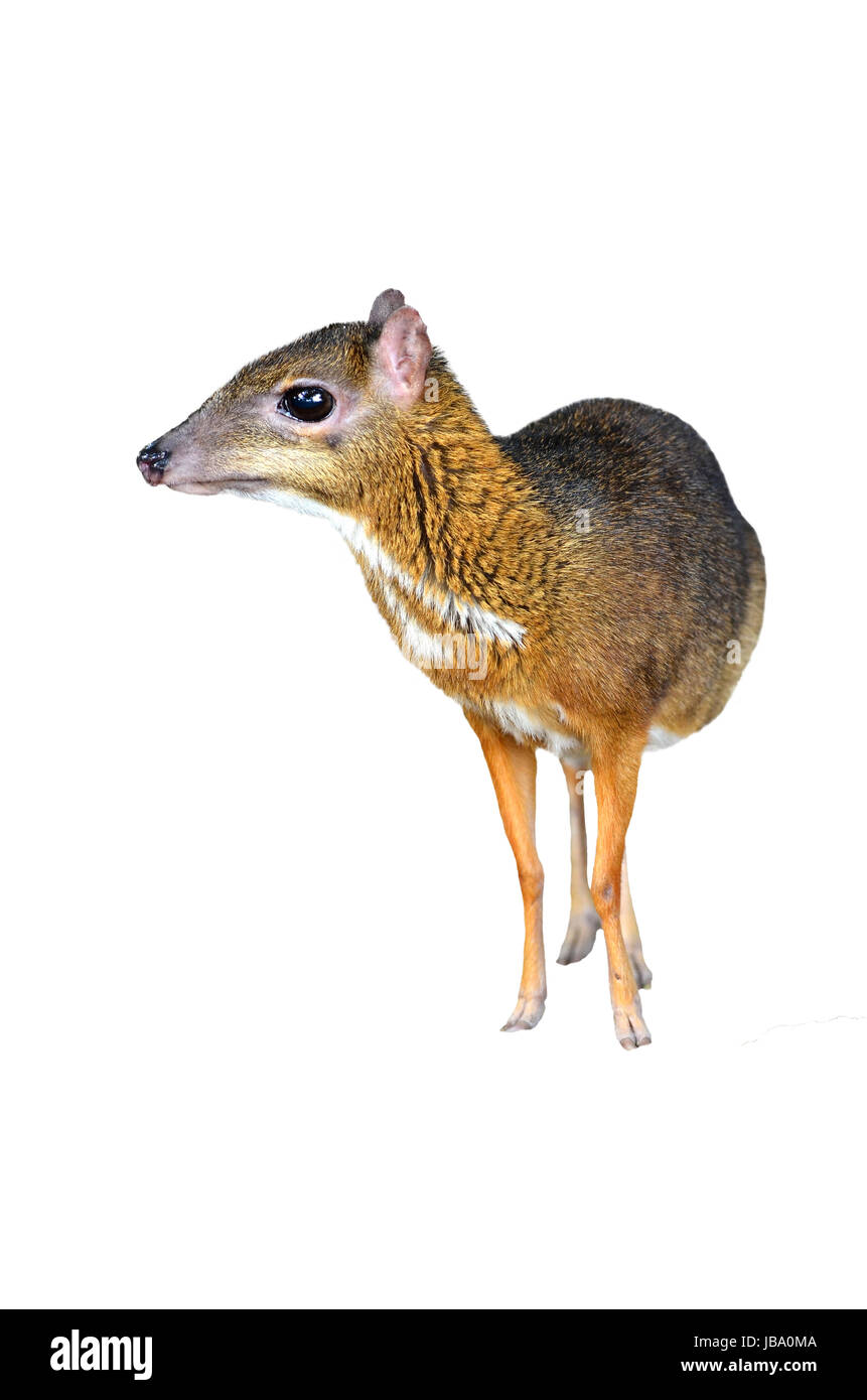 Lesser Mouse Deer