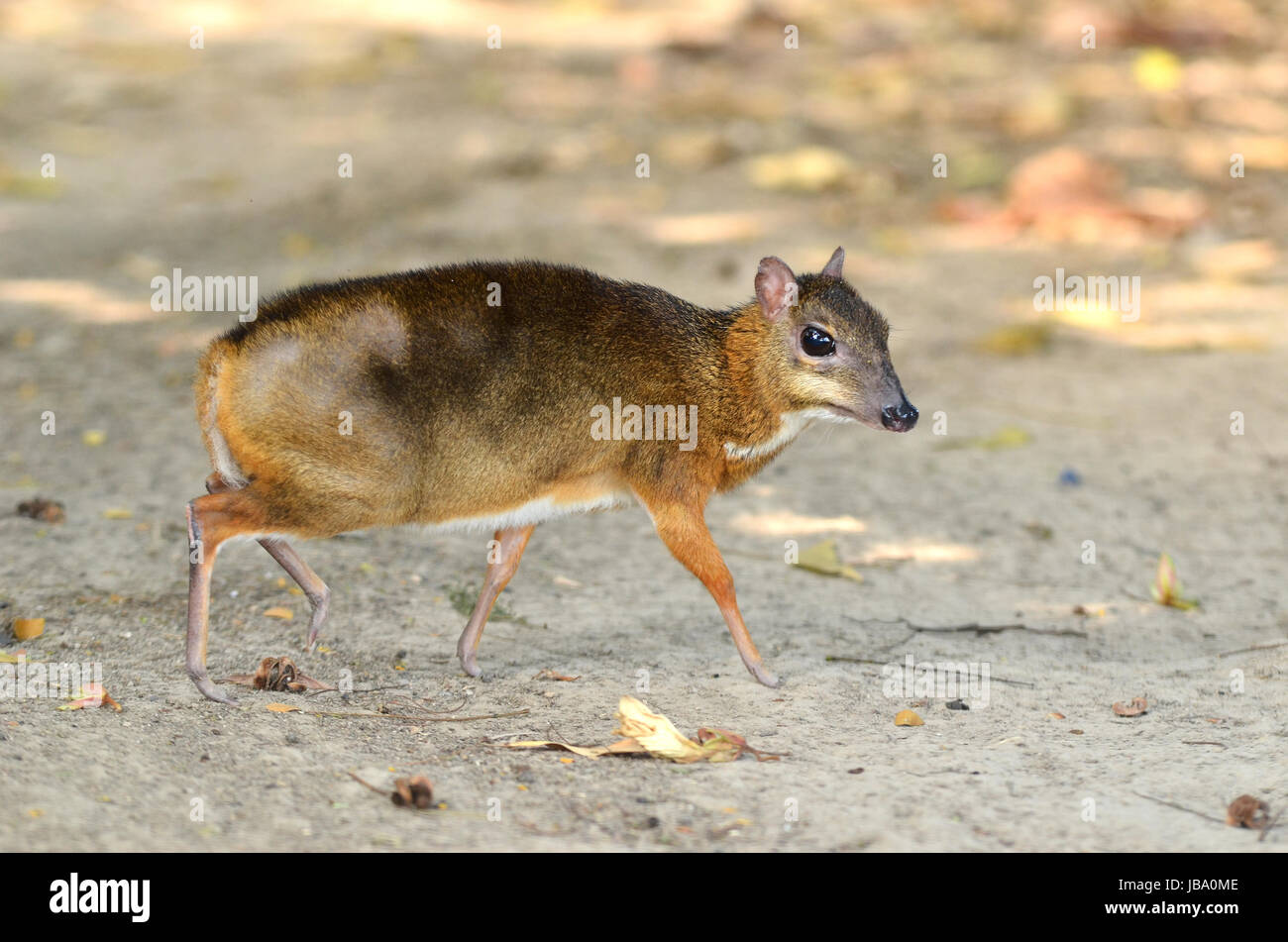 lesser mouse deer (Tragulus javanicus Stock Photo - Alamy