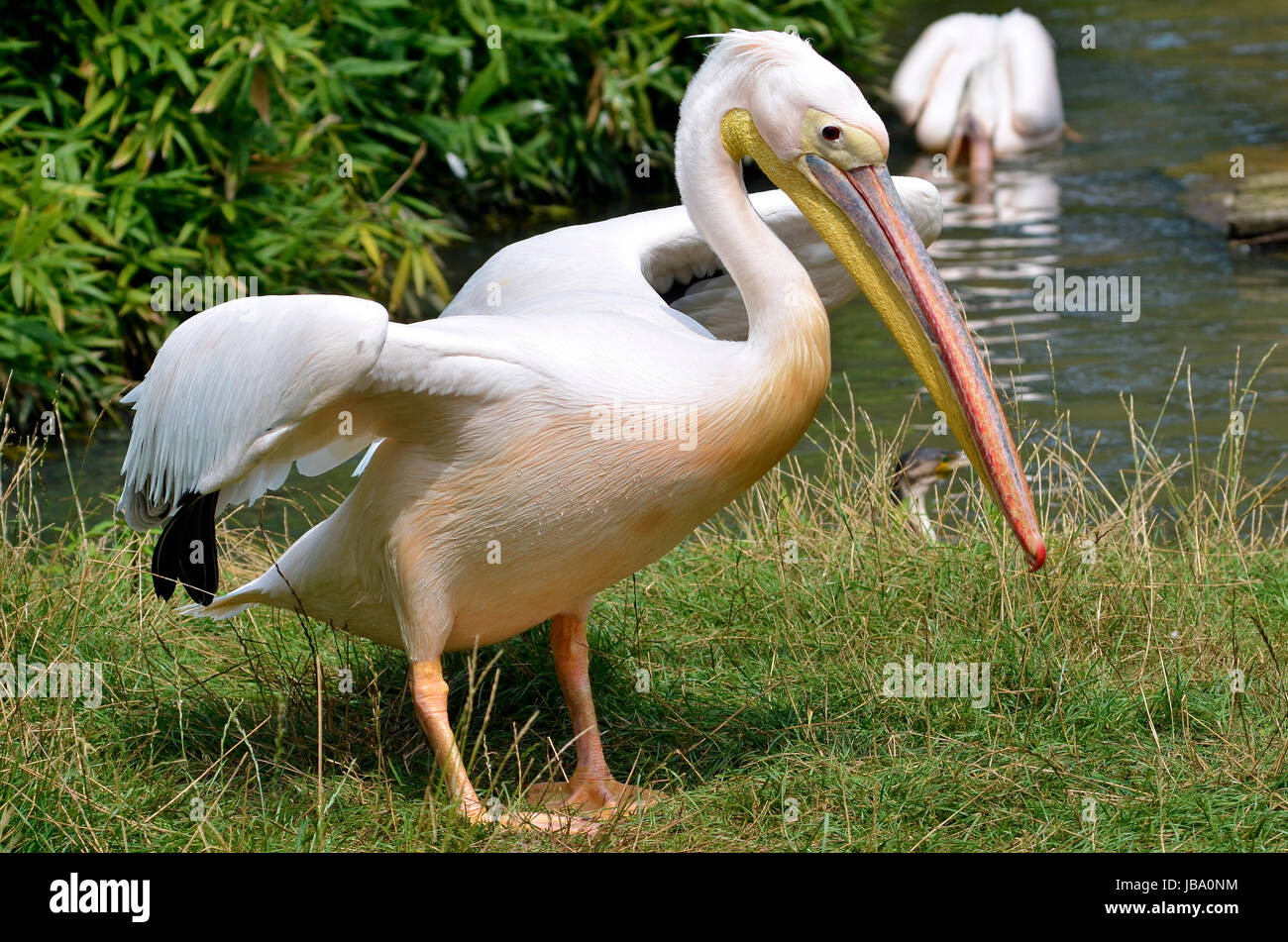 Pelican skin hi-res stock photography and images - Alamy