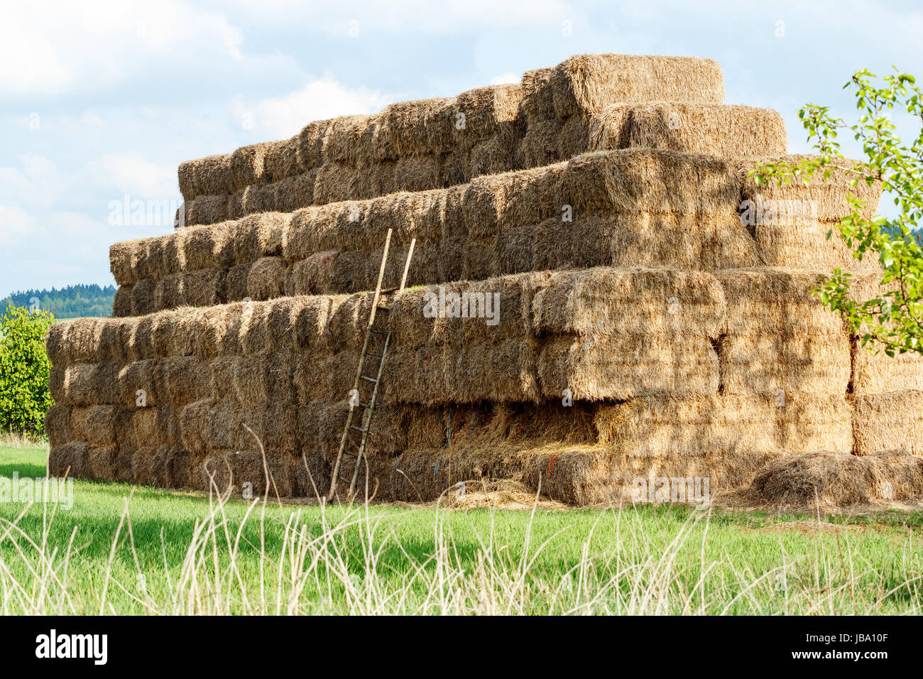 spring Hay stacks in a field with blue sky and green field Stock Photo ...
