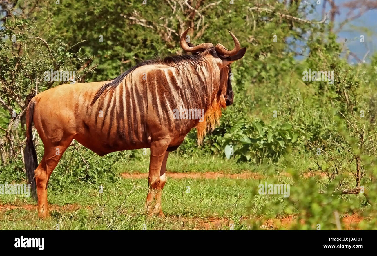 side view landscape format Stock Photo - Alamy