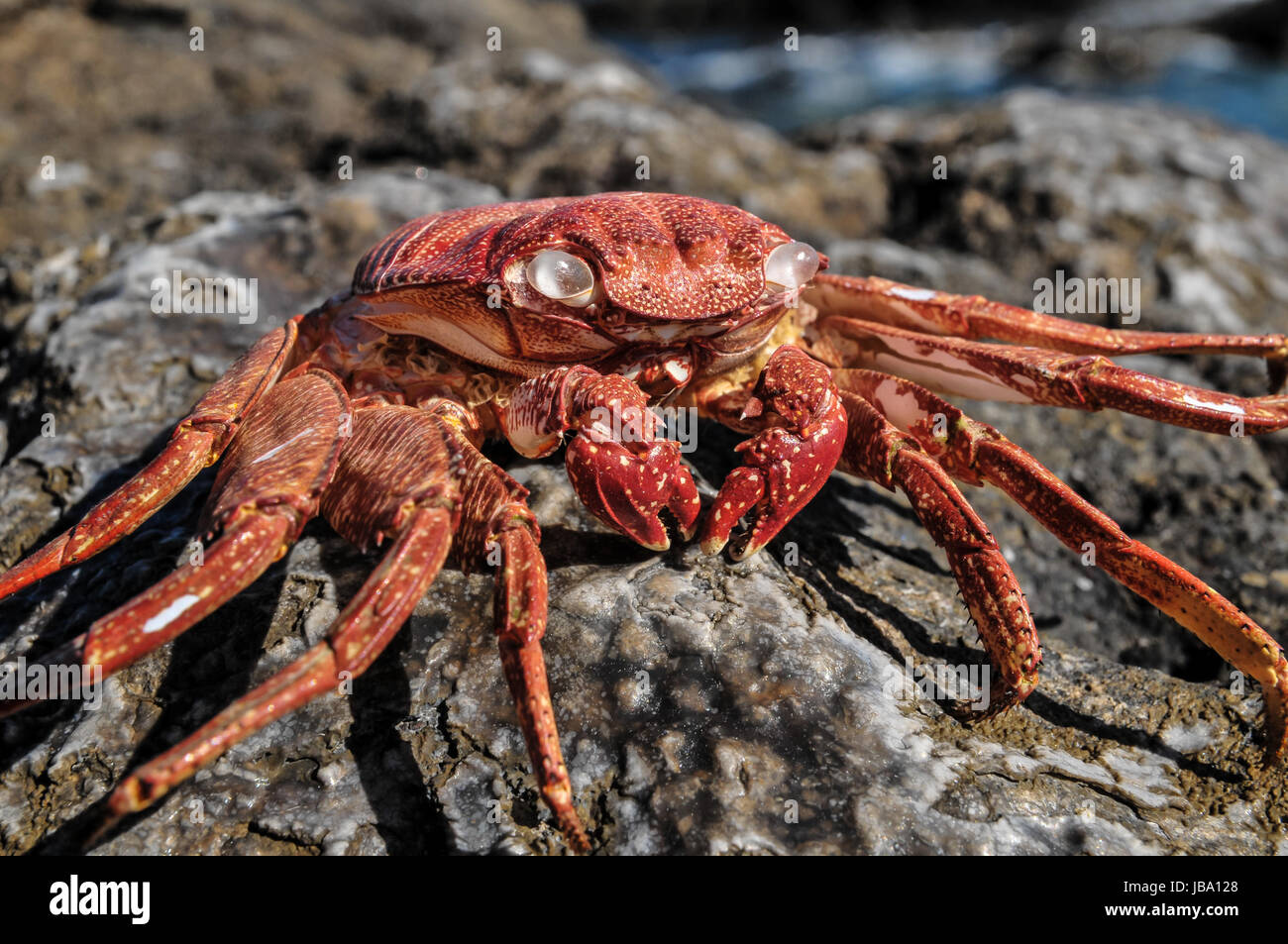 Crab maryland beach hi-res stock photography and images - Alamy