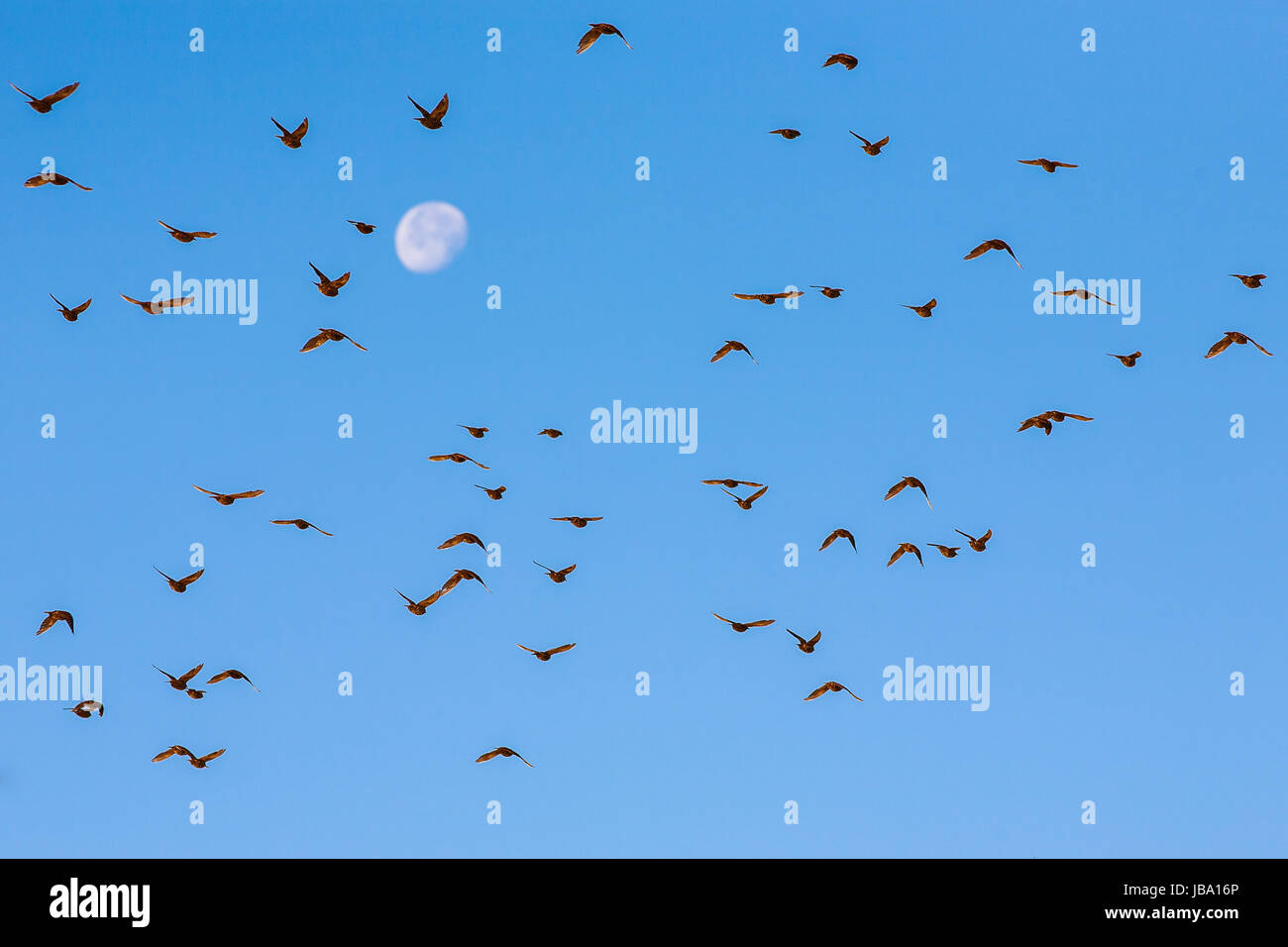 Dozen birds hi-res stock photography and images - Alamy