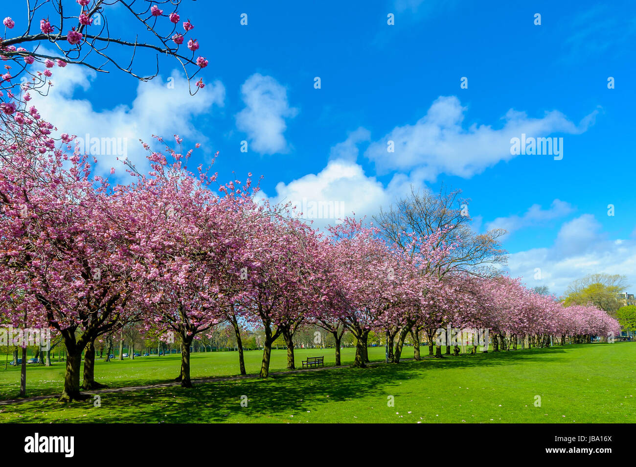 Spring path in the park with cherry blossom pink flowers, visible green ...