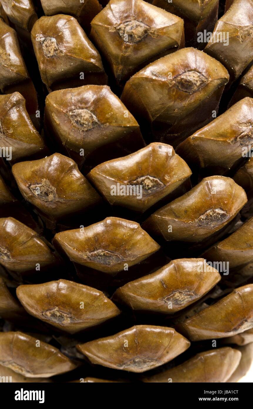 pine cones close Stock Photo - Alamy