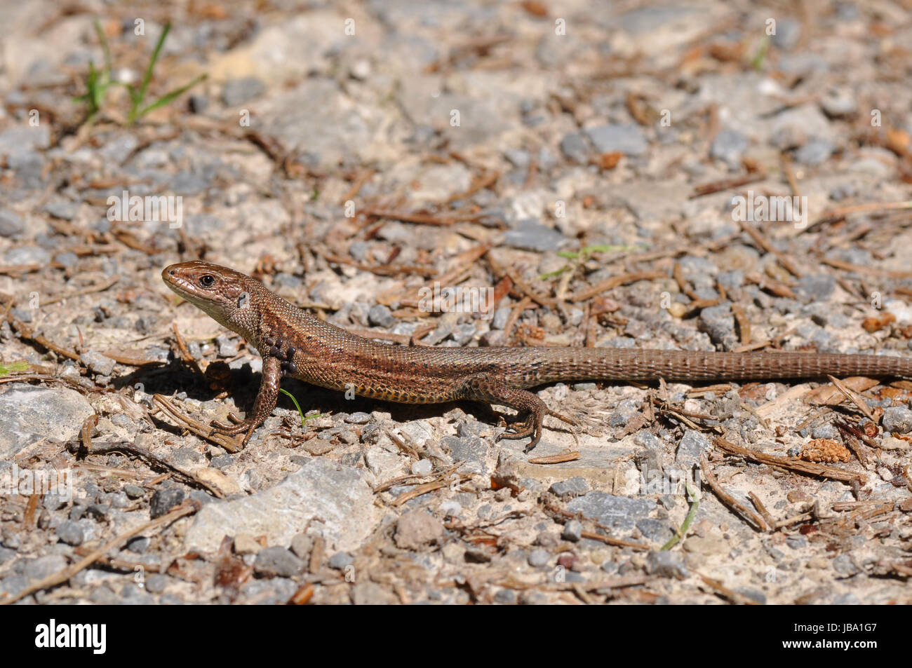 young lizard on forest road Stock Photo - Alamy