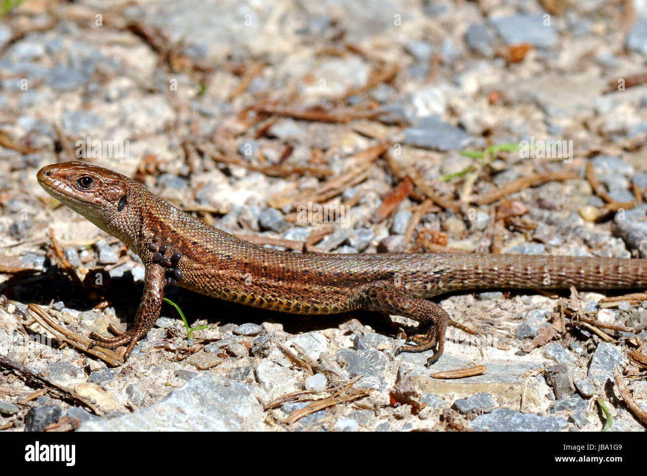 young lizard on forest road Stock Photo - Alamy