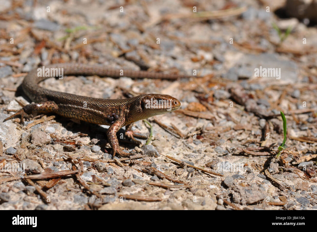 young lizard on forest road Stock Photo - Alamy