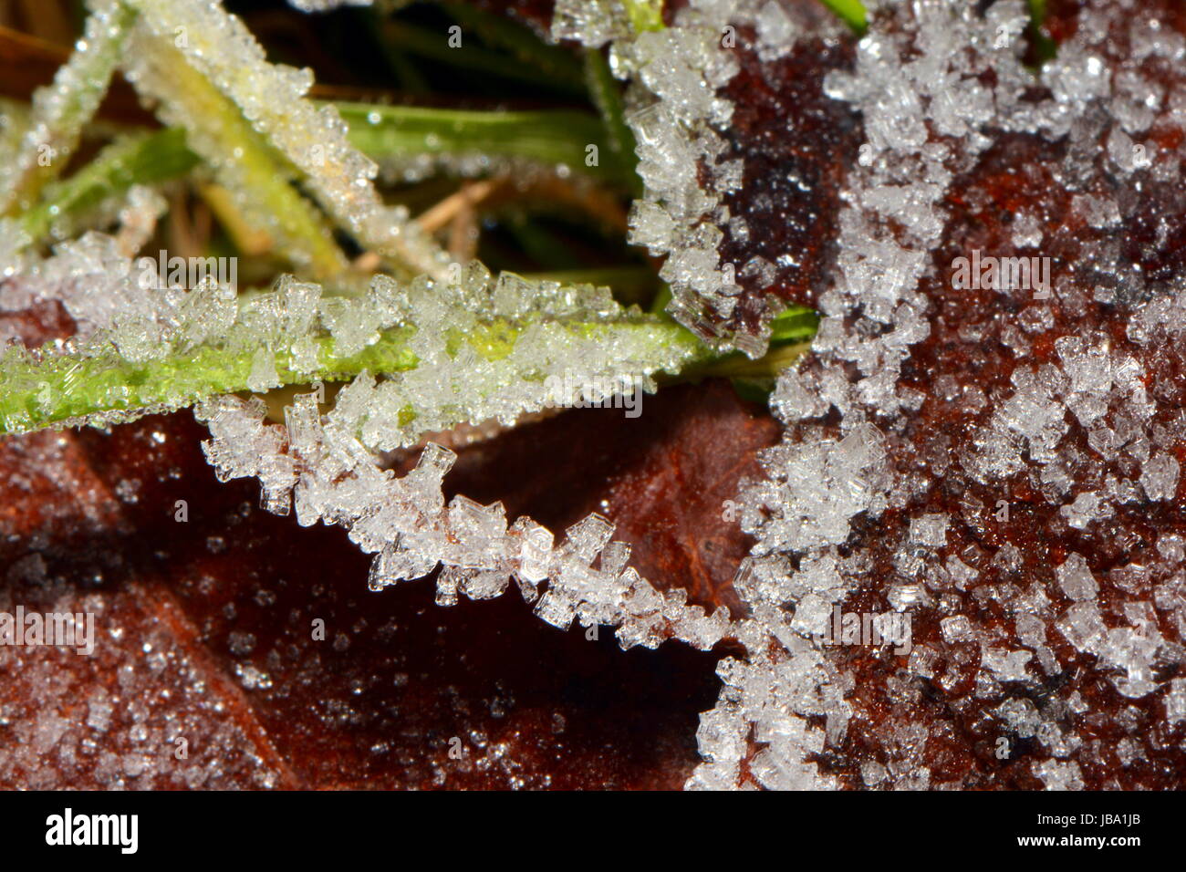 leaves in ice jackets Stock Photo - Alamy