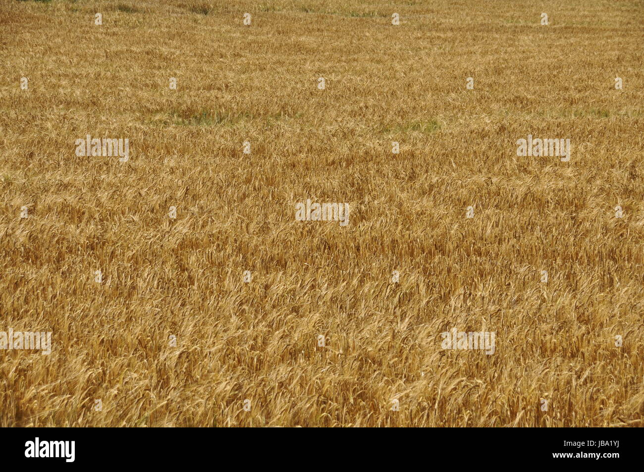 grain field scenery Stock Photo - Alamy