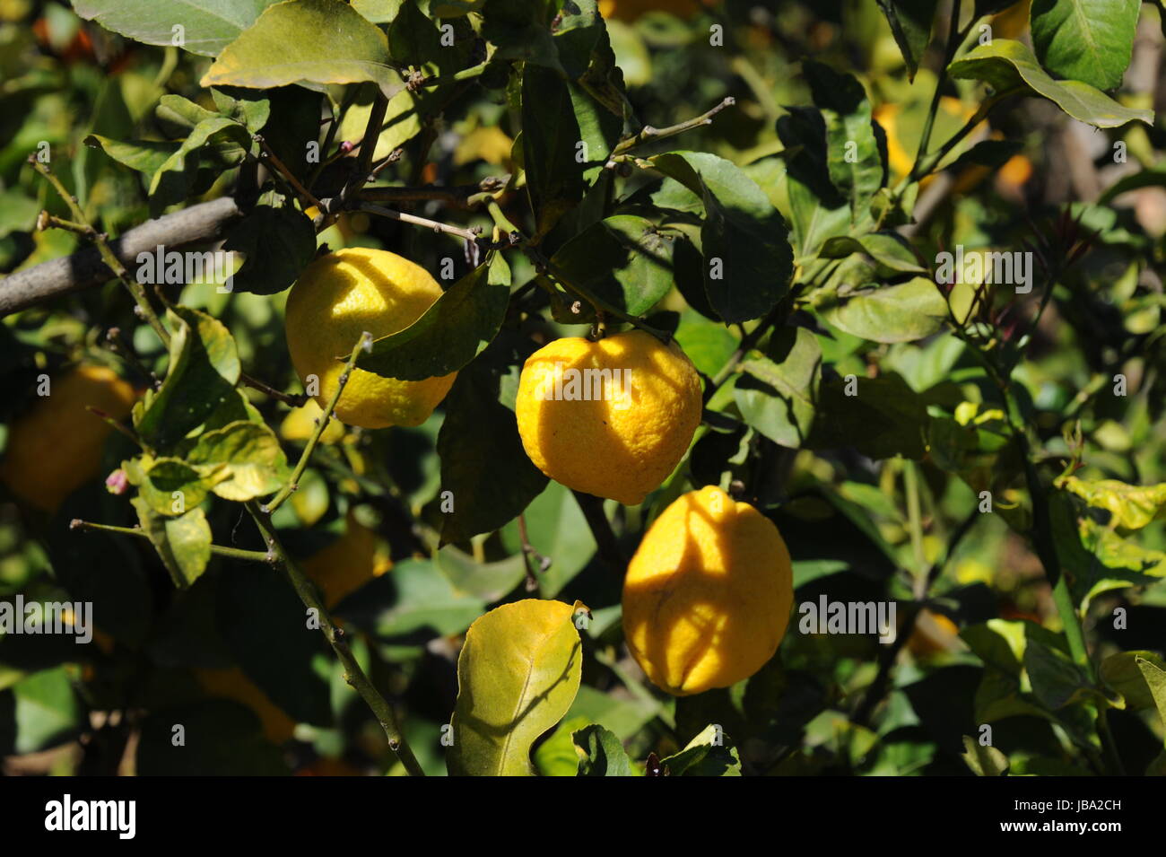 yellow zitronen am baum Stock Photo - Alamy