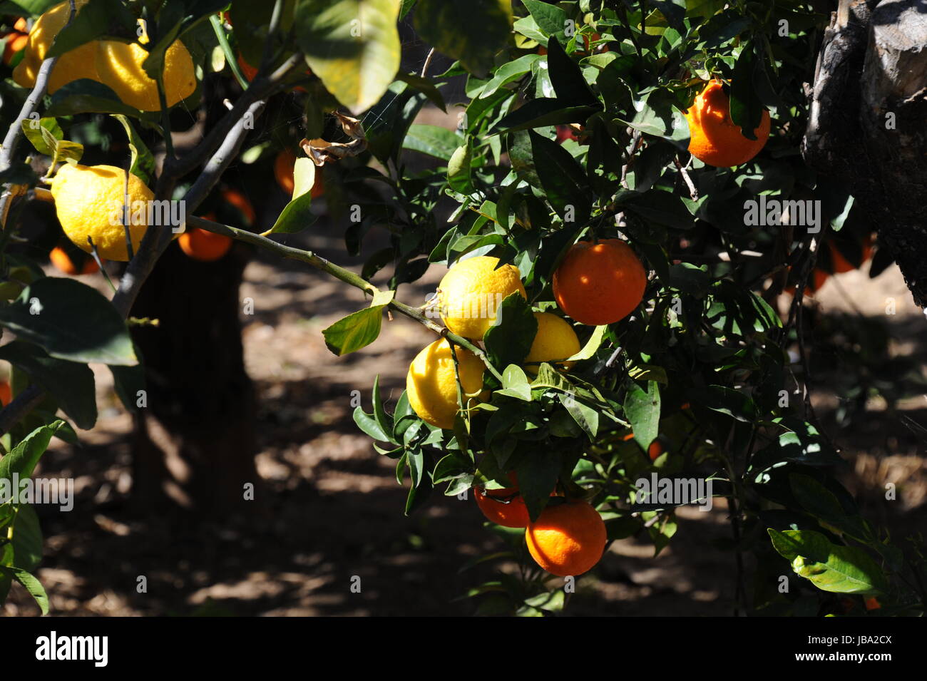 yellow zitronen am baum Stock Photo - Alamy