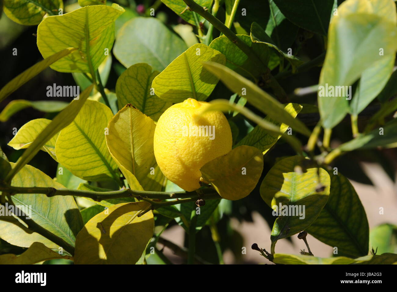 Zitronen am baum hi-res stock photography and images - Alamy