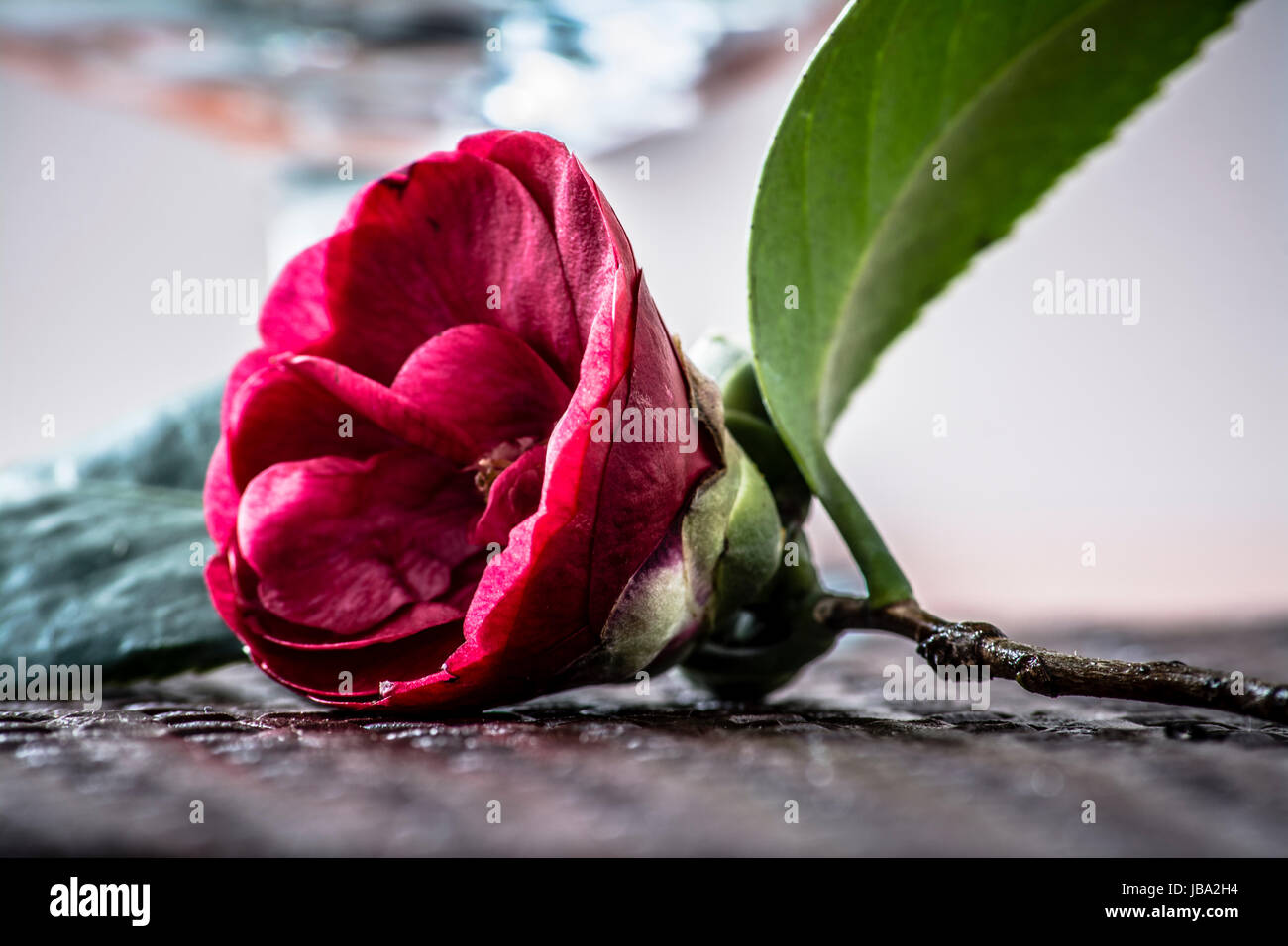Camellia flower with great detail and contrast Stock Photo - Alamy