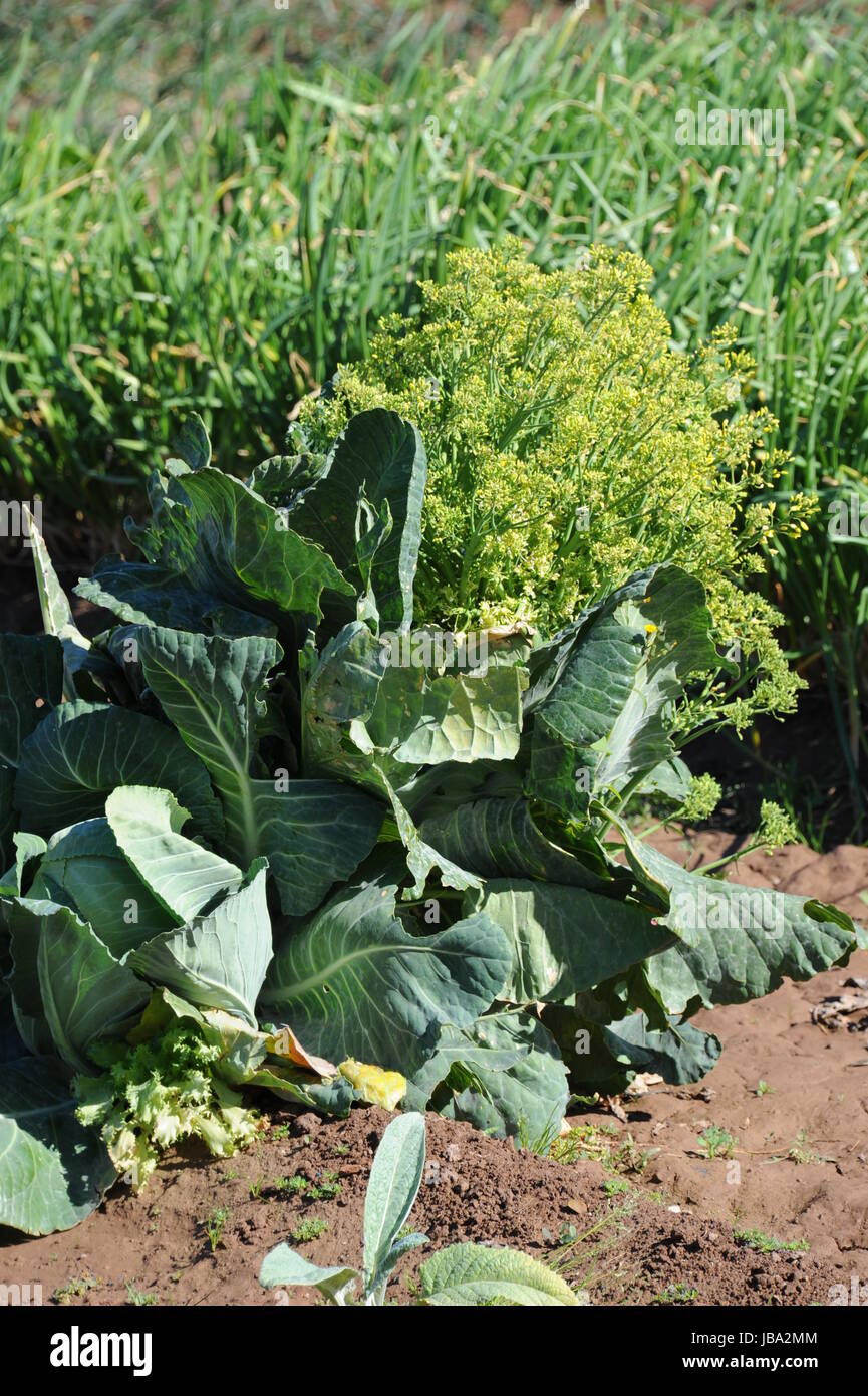 Weisskabis hi-res stock photography and images - Alamy