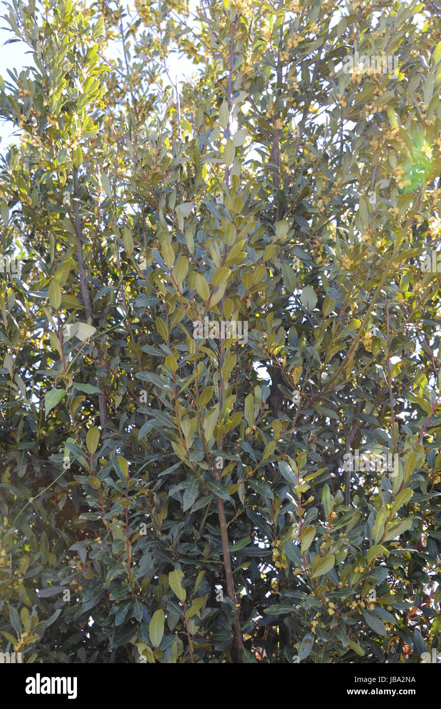 laurel - spain Stock Photo - Alamy
